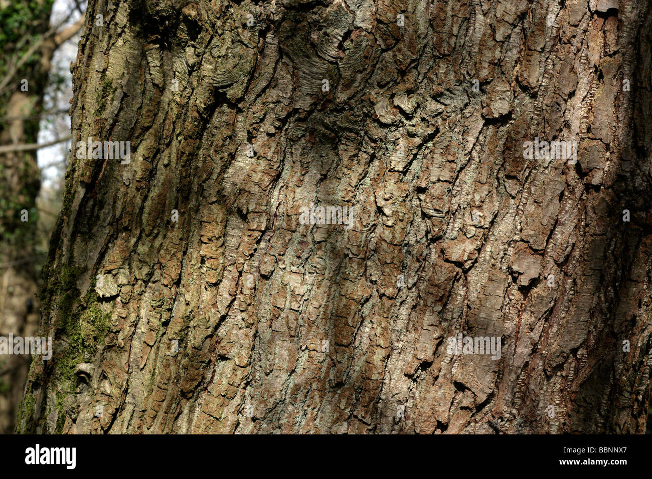 Buche baumrinde -Fotos und -Bildmaterial in hoher Auflösung – Alamy