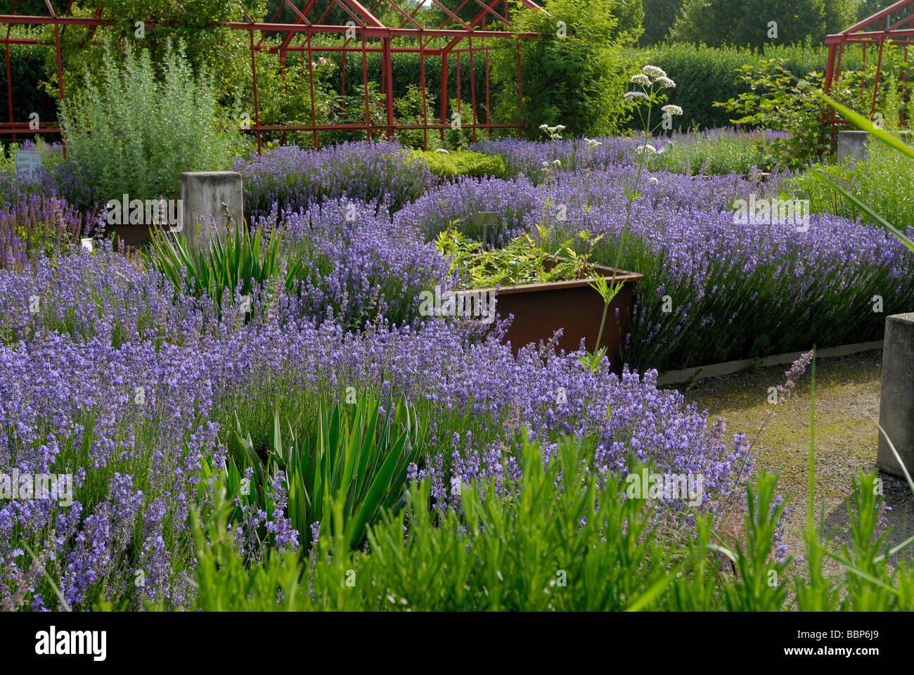 Lavendel flora -Fotos und -Bildmaterial in hoher Auflösung – Alamy