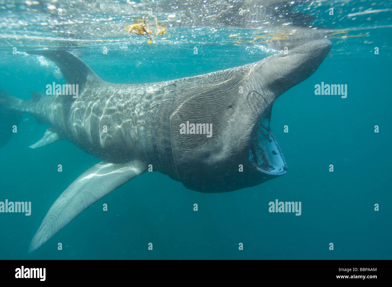 Basking shark -Fotos und -Bildmaterial in hoher Auflösung – Alamy