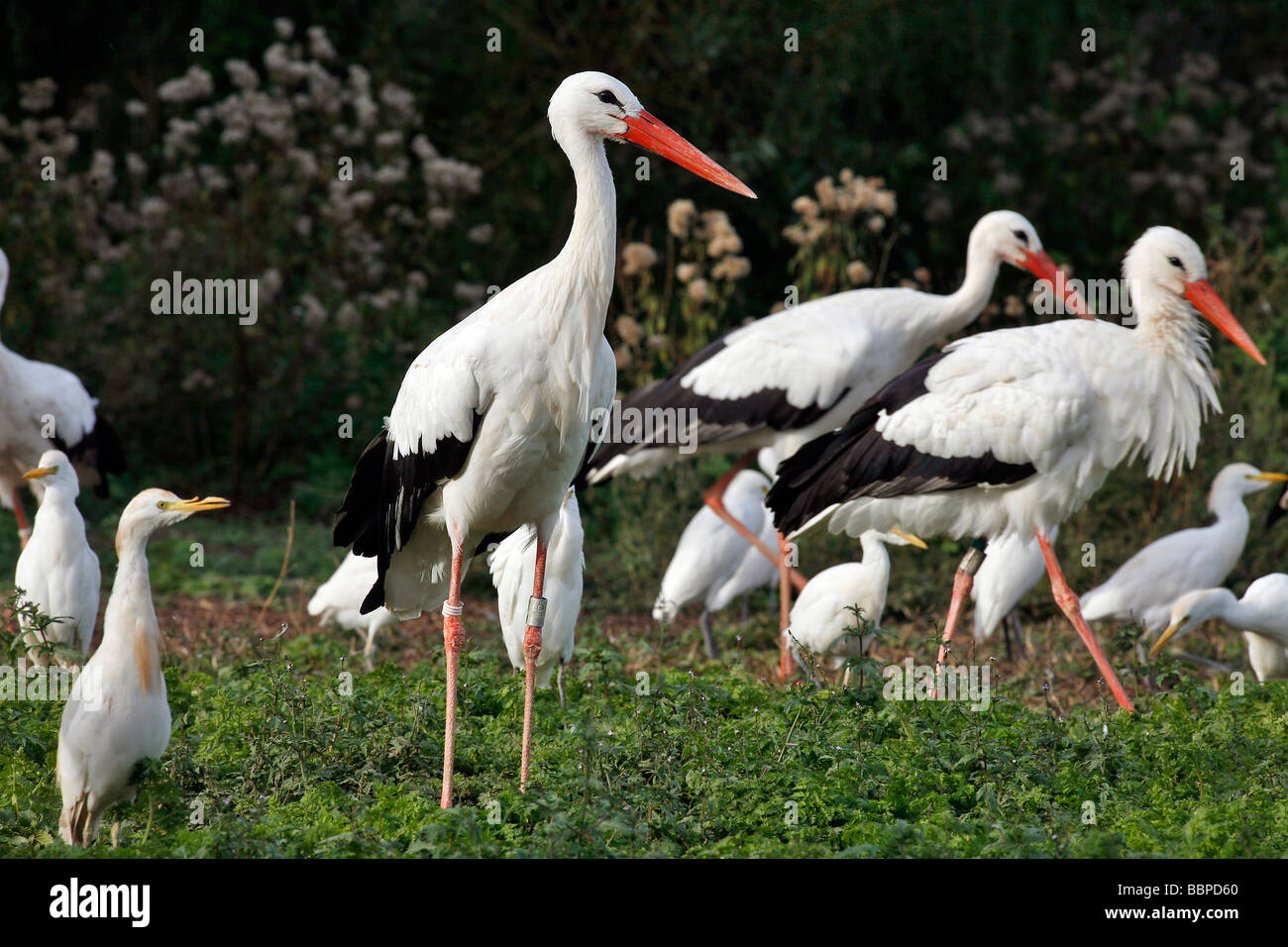 STORCH, STORCH UND OTTER CONSERVATION CENTER, HUNAWIHR, HAUT-RHIN (68 ...