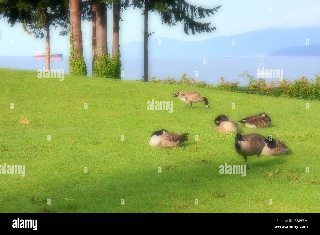 Vancouver kanada gans -Fotos und -Bildmaterial in hoher Auflösung – Alamy