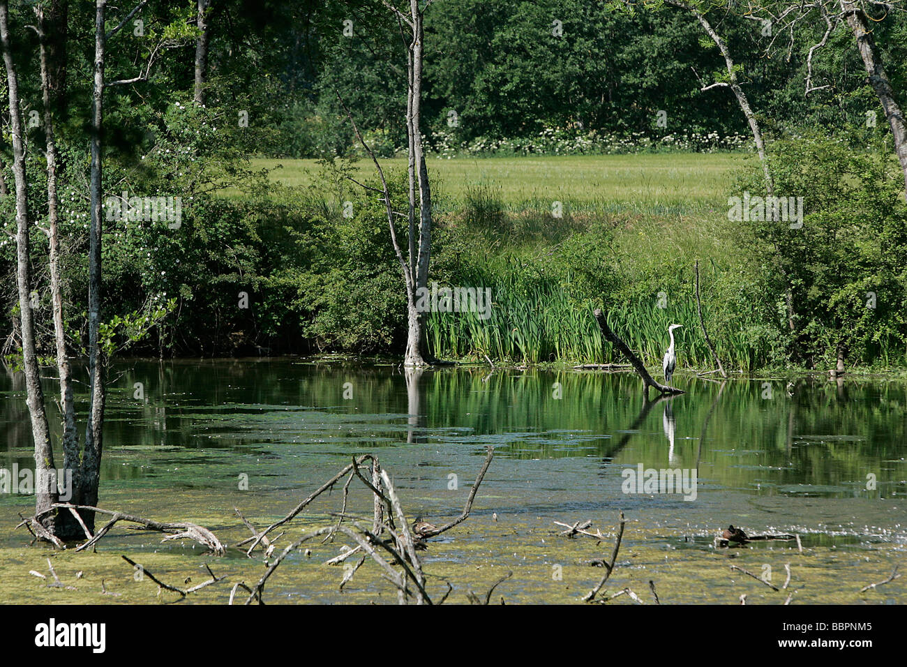 Ancy le libre -Fotos und -Bildmaterial in hoher Auflösung – Alamy