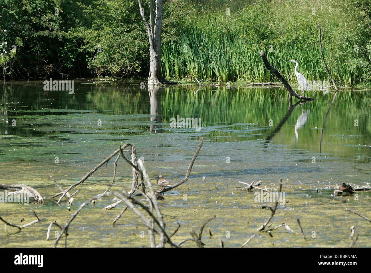 Ancy le libre -Fotos und -Bildmaterial in hoher Auflösung – Alamy