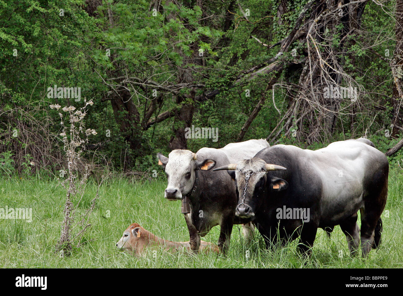 Gascon stier -Fotos und -Bildmaterial in hoher Auflösung – Alamy