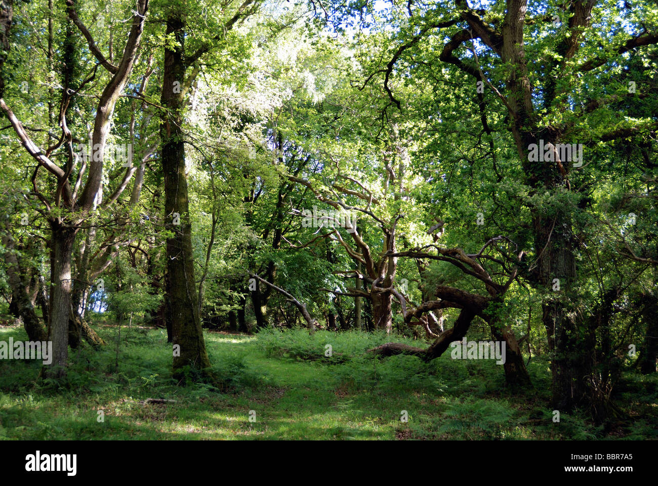 Es sind neue eichen -Fotos und -Bildmaterial in hoher Auflösung – Alamy