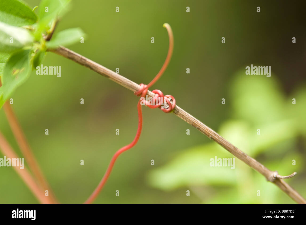 Makro Frühling Weinrebe Ranke Stockfotografie - Alamy