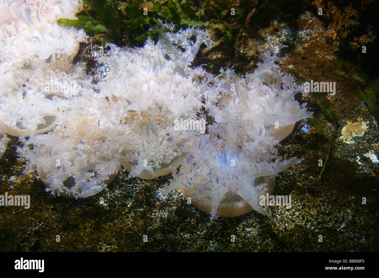 Upside Down Jellyfish, Cassiopea Xamachana, Rhizostomeae, Cassiopeidae ...