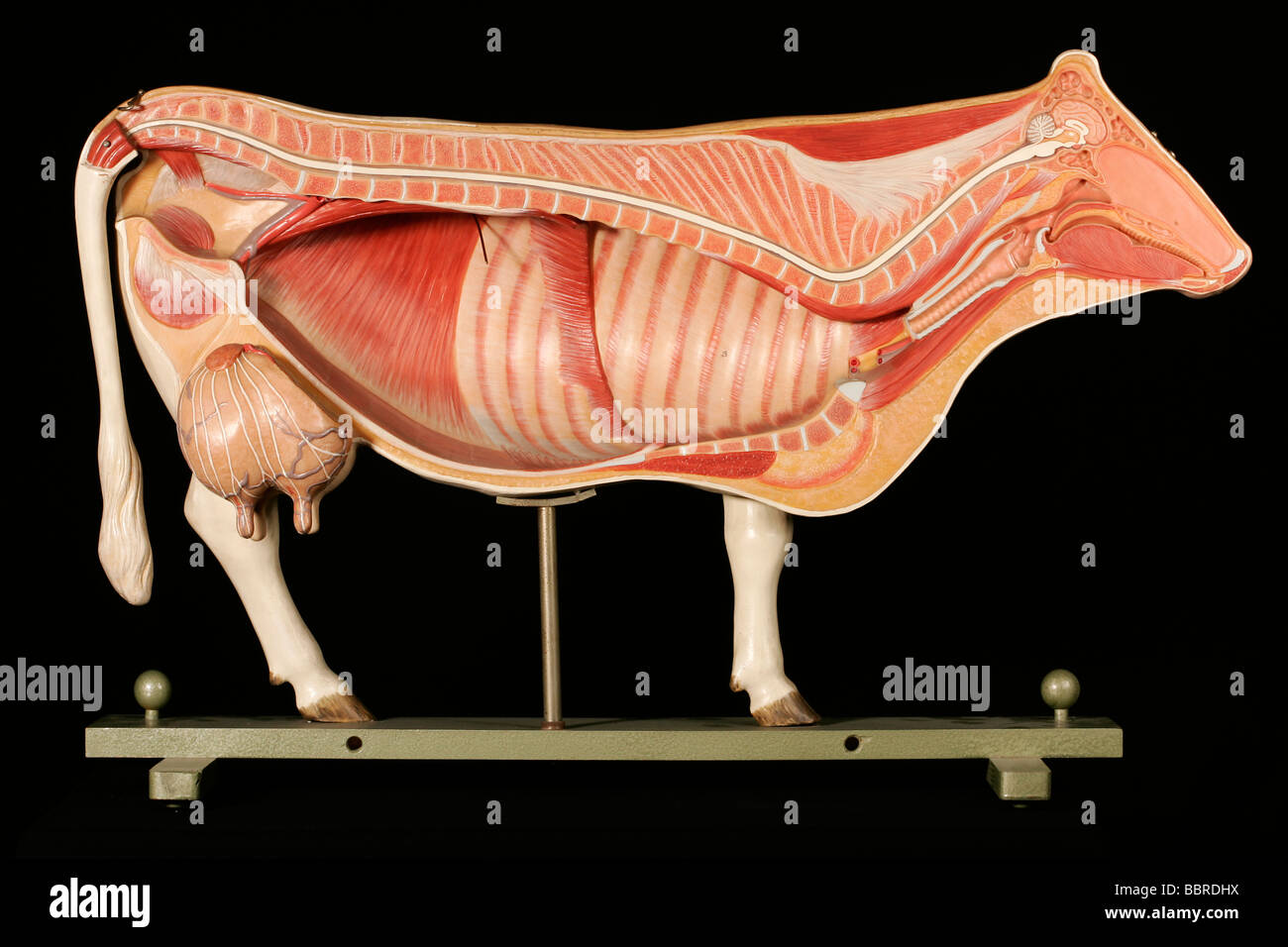 Bovine Skeleton Stockfotos & Bovine Skeleton Bilder - Alamy