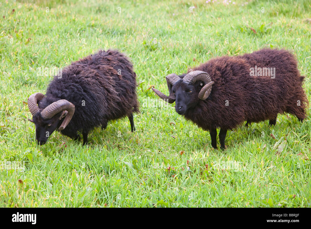 Soay ram sheep rare breed -Fotos und -Bildmaterial in hoher Auflösung ...