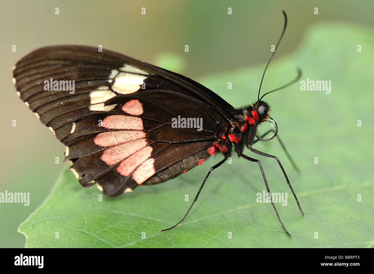 Lysander viehherz -Fotos und -Bildmaterial in hoher Auflösung – Alamy