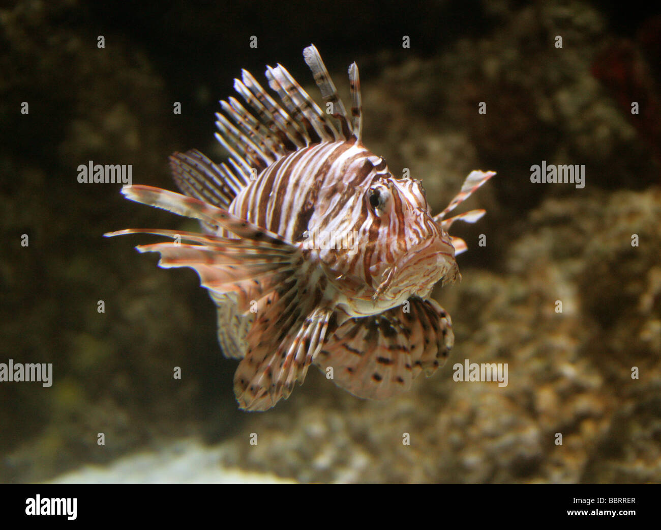Venomous fishes -Fotos und -Bildmaterial in hoher Auflösung – Alamy