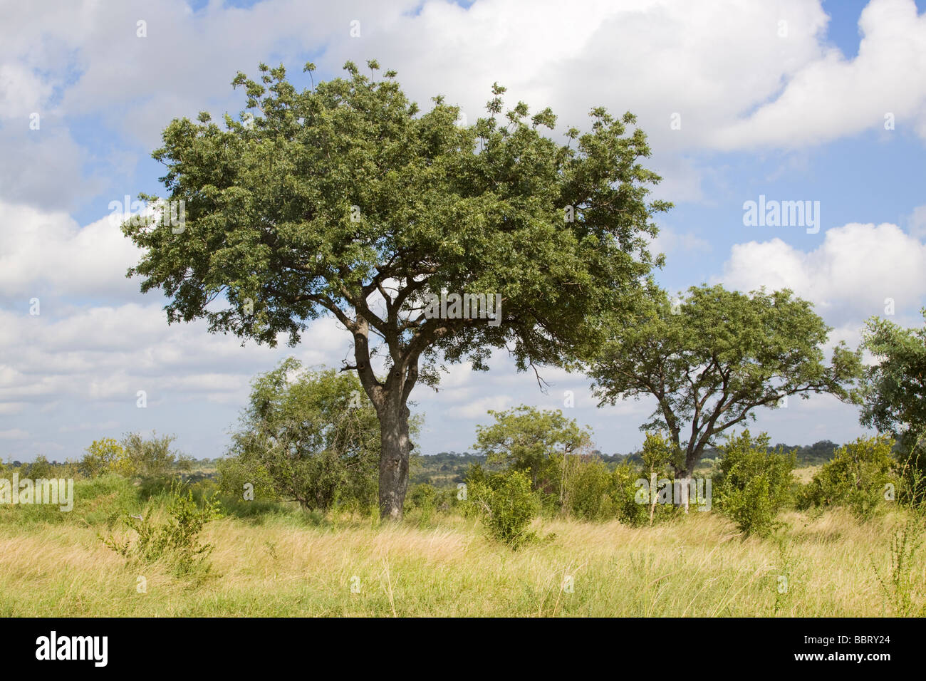 Marula Tree Stockfotos und -bilder Kaufen - Alamy