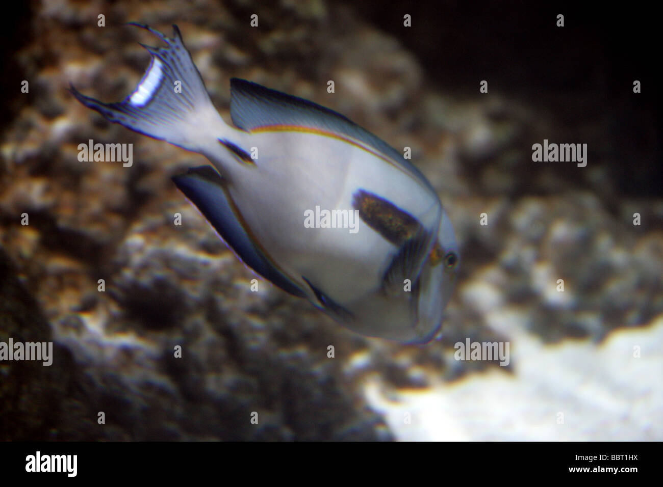 Orangeband Doktorfisch, Orange gestreiften Doktorfisch, Orange ...