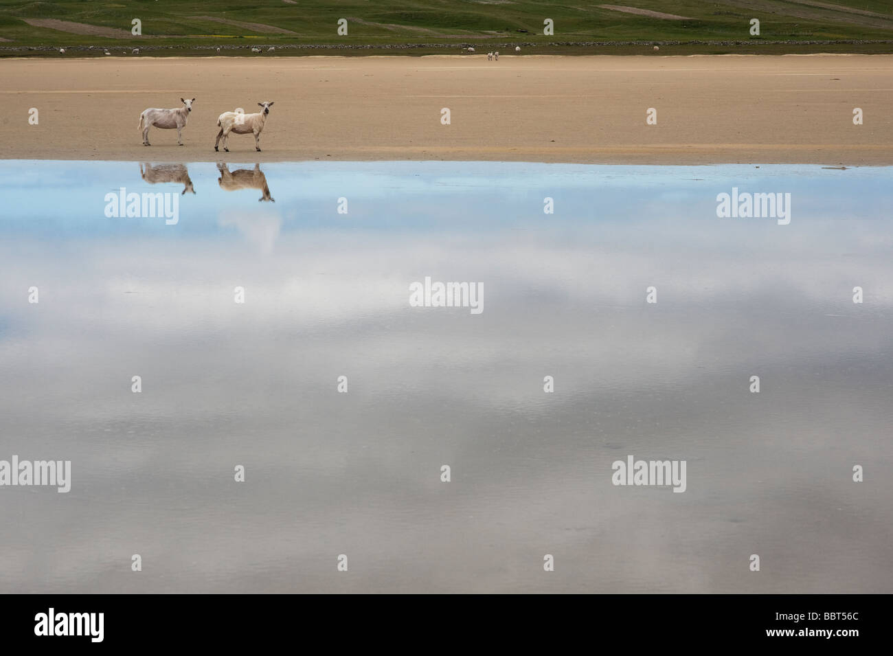 Widder strand -Fotos und -Bildmaterial in hoher Auflösung – Alamy