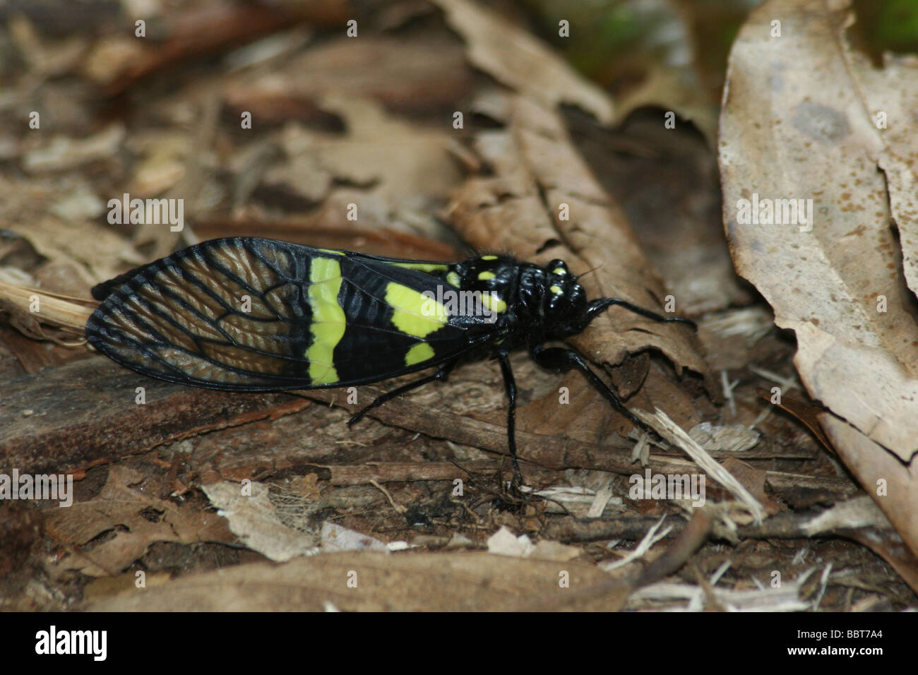 Heuschrecke, Insekt, Thailand Stockfotografie - Alamy