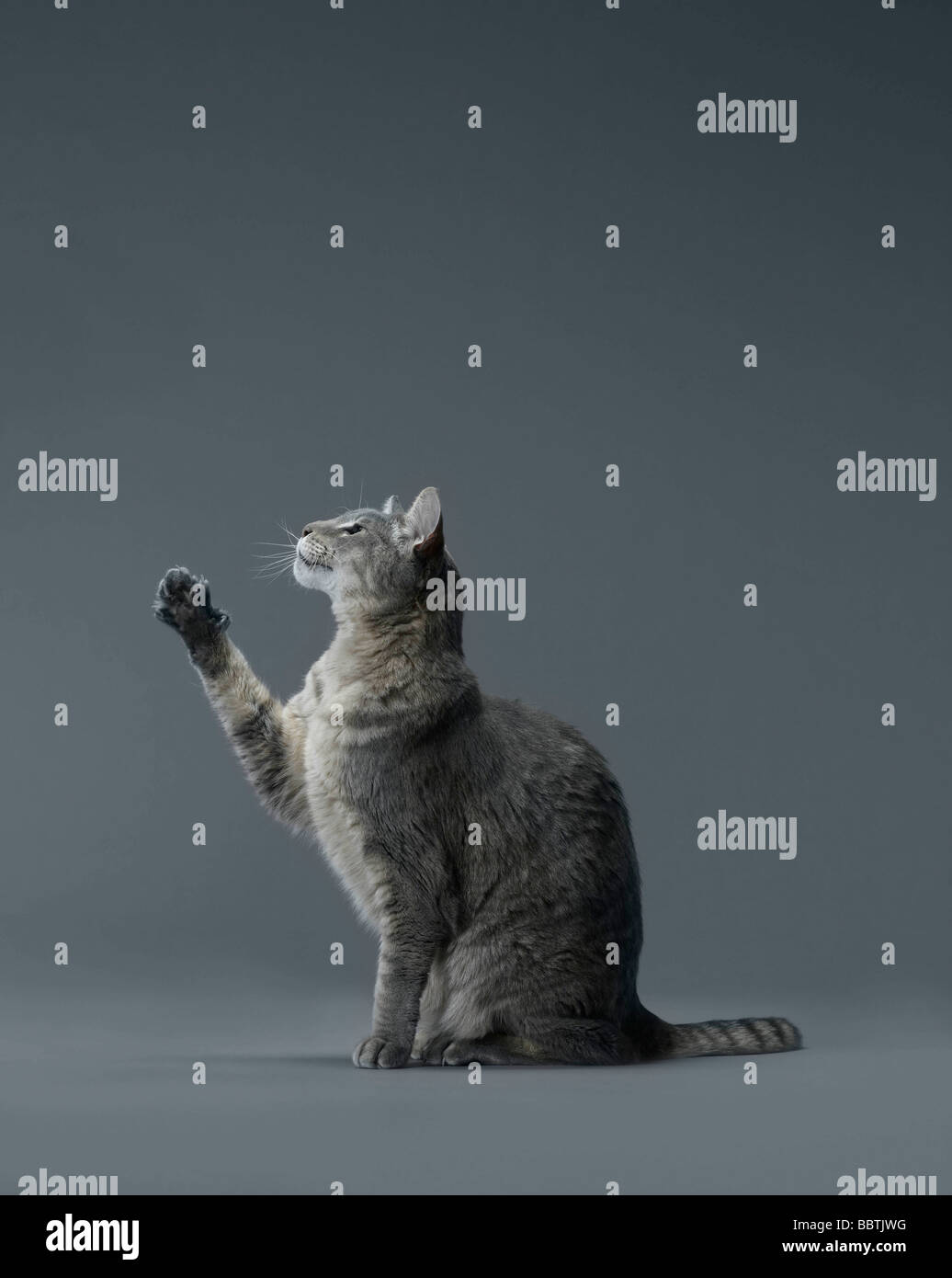 Katze sitzend streckt Pfote in Luft Stockfotografie - Alamy