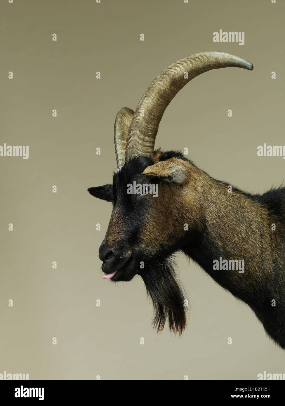 Studioportrait Ziege im Profil Stockfotografie - Alamy