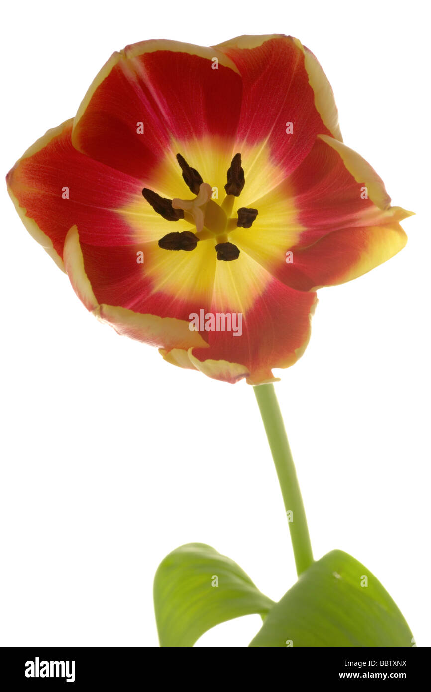 Tulpe tulipa blume rot gelb -Fotos und -Bildmaterial in hoher Auflösung – Alamy