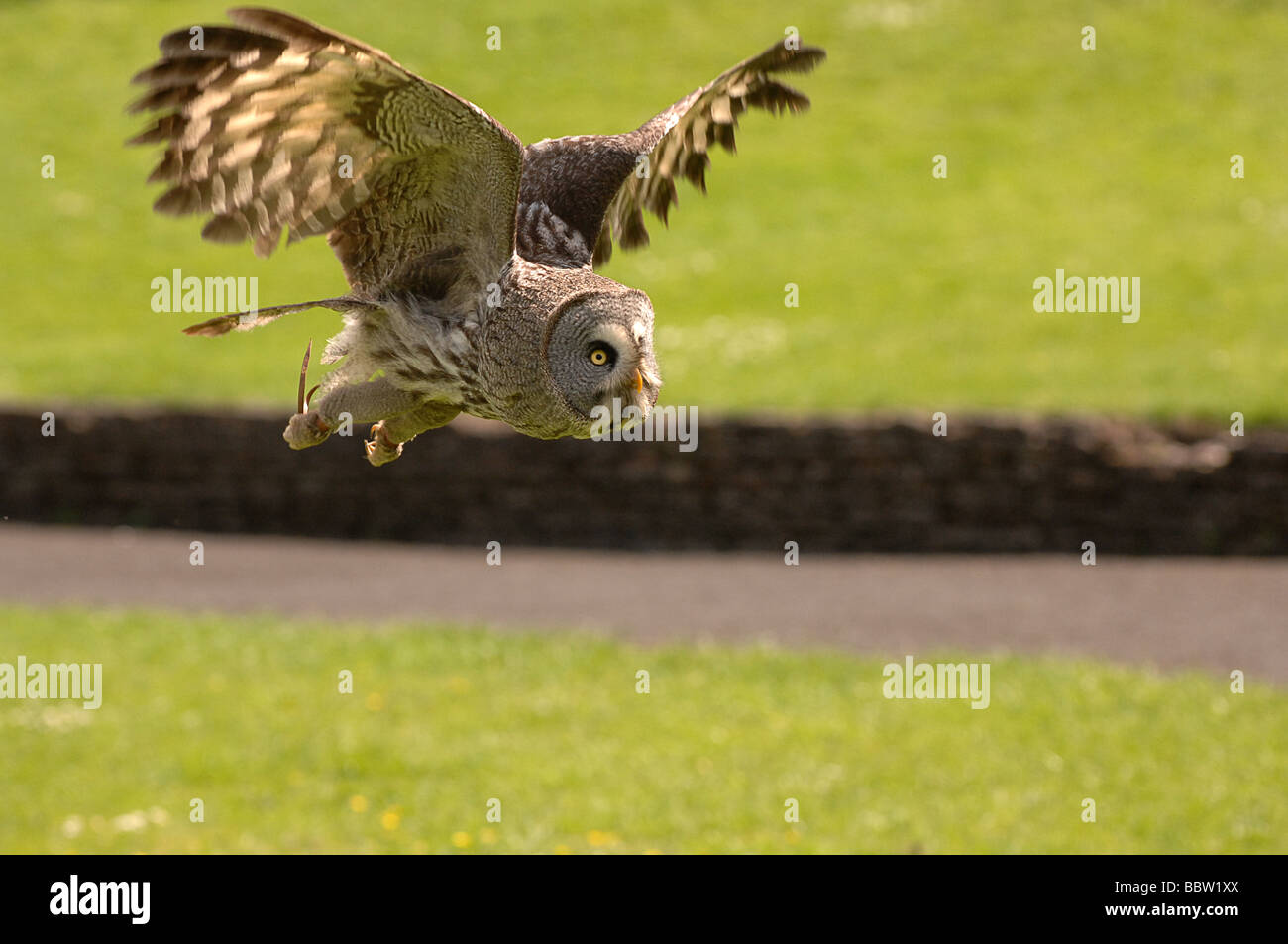 Großen grau-Eule oder Lappland Eule (Strix Nebulosa Stockfotografie - Alamy