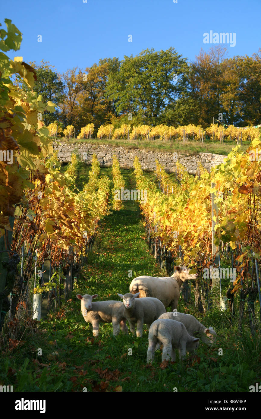 Aesch bl -Fotos und -Bildmaterial in hoher Auflösung – Alamy