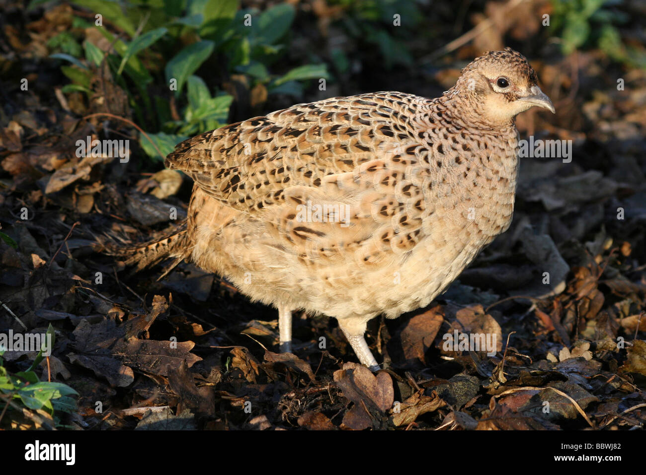 Fasan weibchen oder henne -Fotos und -Bildmaterial in hoher Auflösung ...
