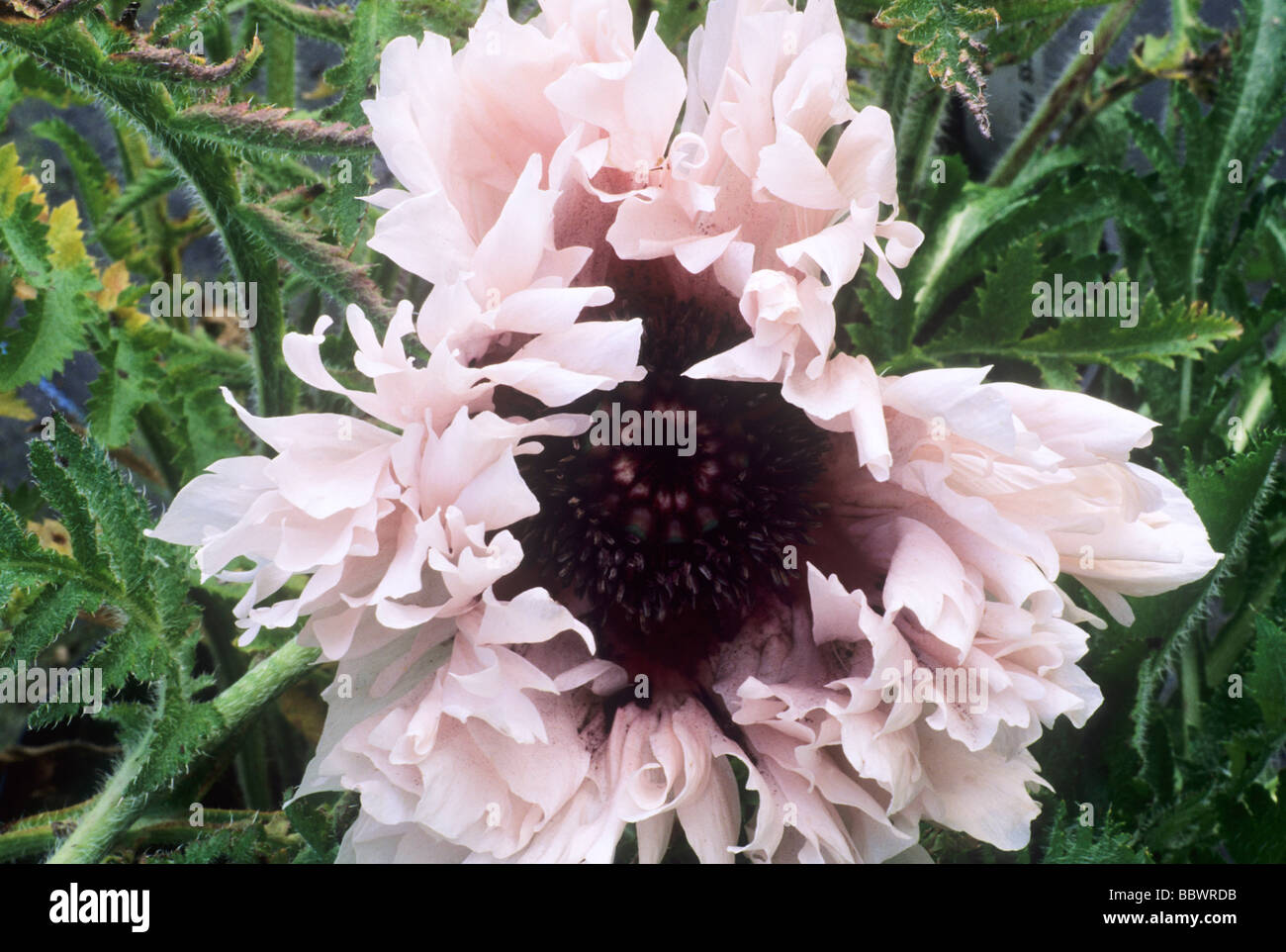Papaver Orientale "Miss Piggy" orientalische Mohn Mohnblumen rosa Blume ...