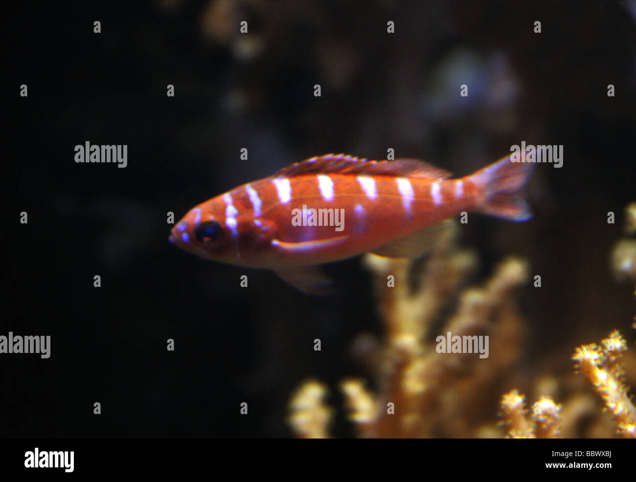 Orangefarbener rifffisch -Fotos und -Bildmaterial in hoher Auflösung ...