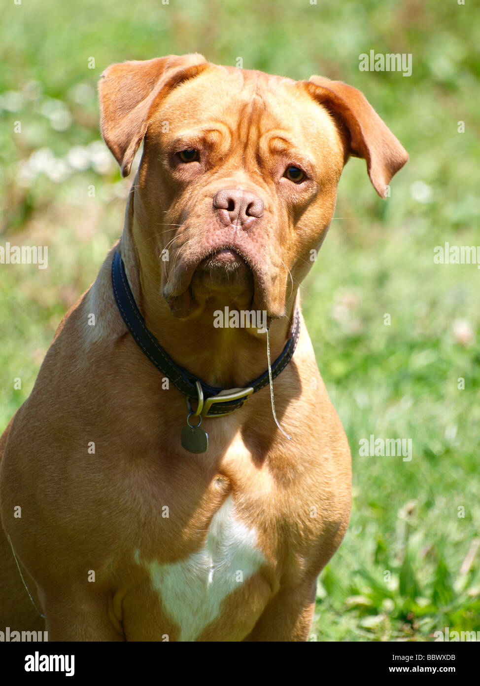 Hund Sabbert Gif Bonjour Puppy GIFs | Tenor