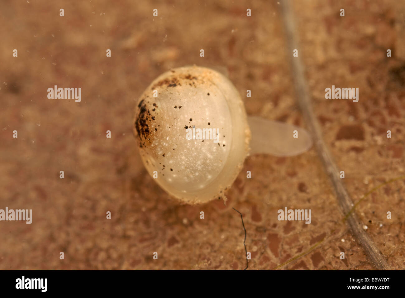 Pisidium amnicum -Fotos und -Bildmaterial in hoher Auflösung – Alamy