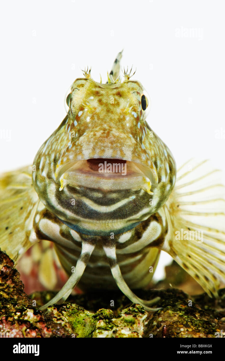 Rock Blenny Salarias Fasciatus auch bekannt als Rasenmäher Blenny ...