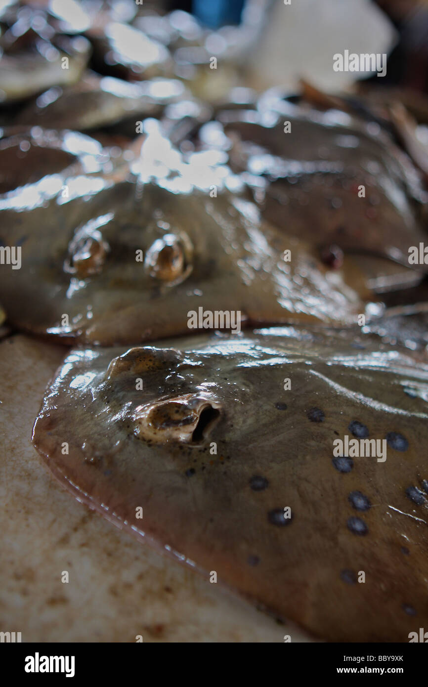 Fischstrahl -Fotos und -Bildmaterial in hoher Auflösung – Alamy