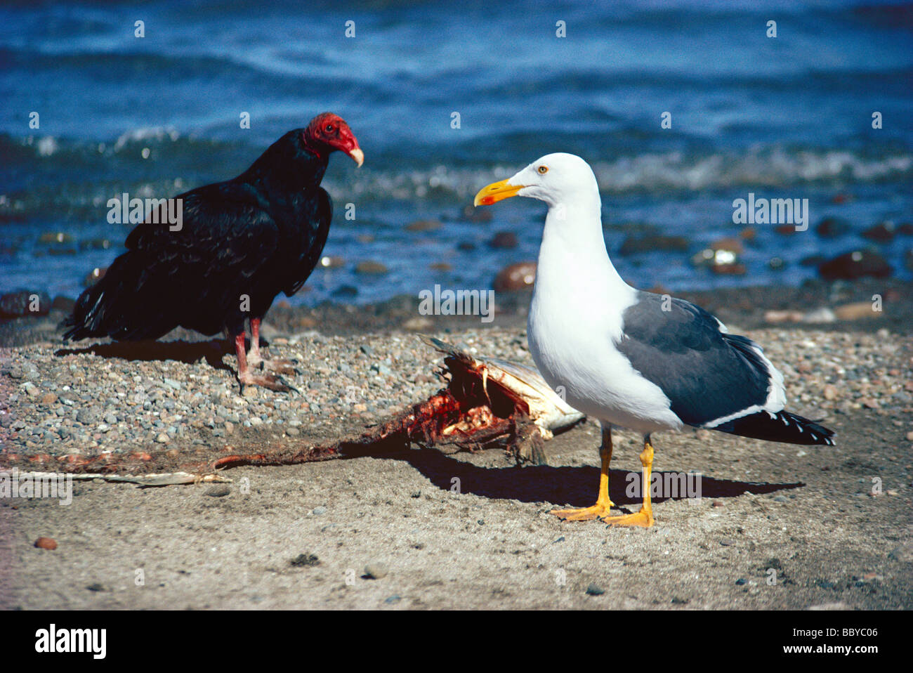 Mexican standoff -Fotos und -Bildmaterial in hoher Auflösung – Alamy