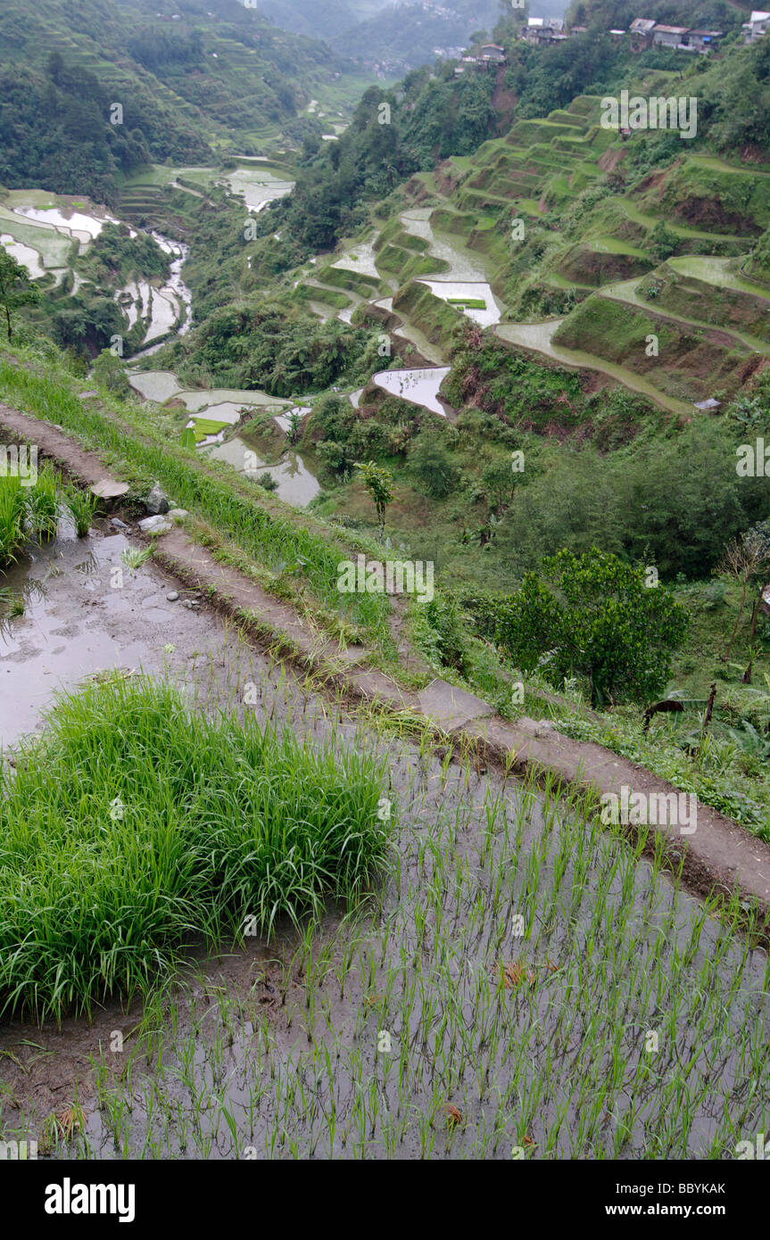 Reisterrassen banaue -Fotos und -Bildmaterial in hoher Auflösung – Alamy
