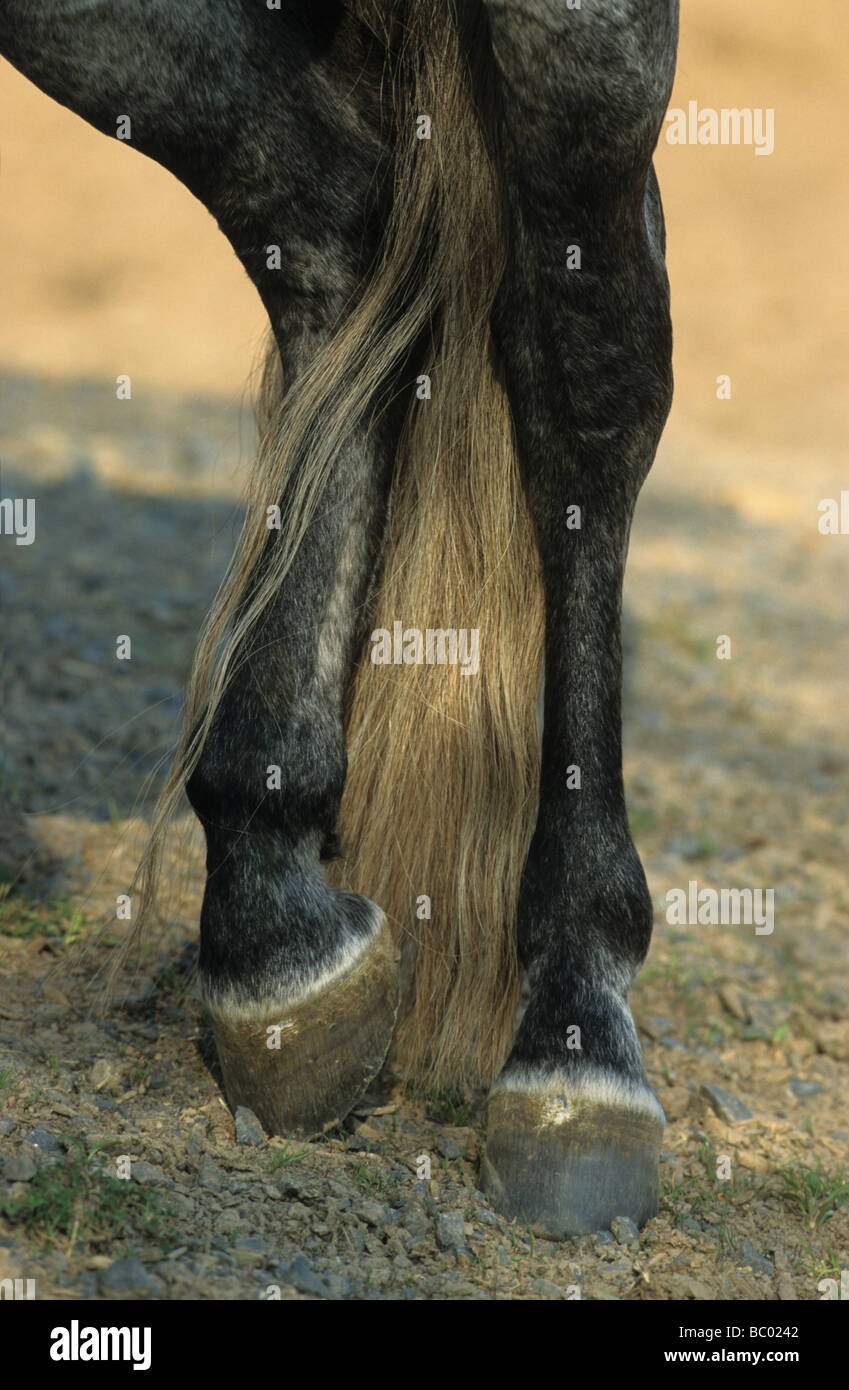 Horse feet -Fotos und -Bildmaterial in hoher Auflösung – Alamy