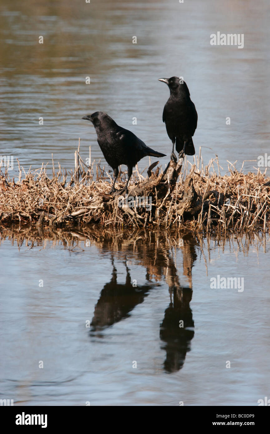 American crow corvus brachyrhynchos -Fotos und -Bildmaterial in hoher Auflösung – Alamy