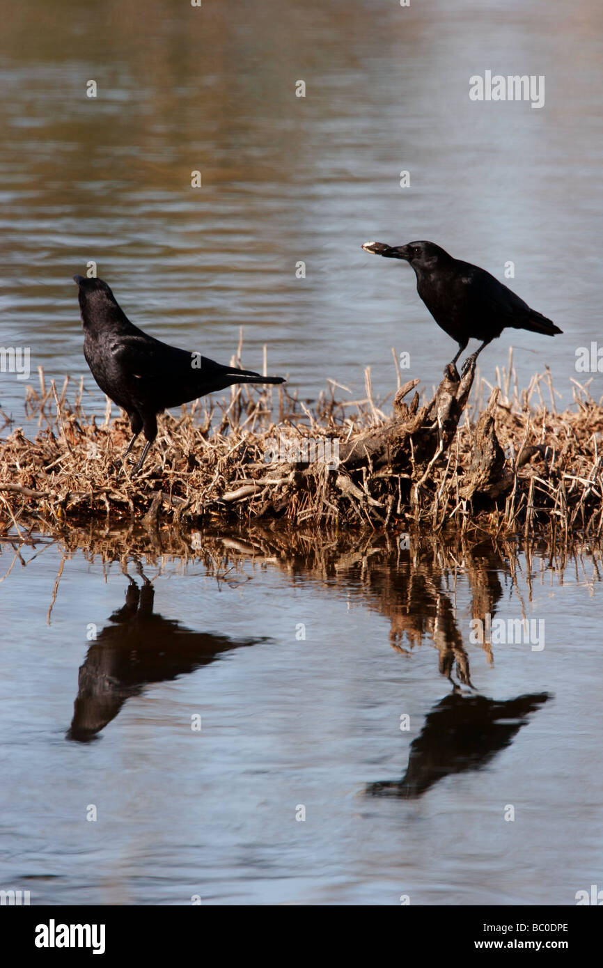 American crow corvus brachyrhynchos -Fotos und -Bildmaterial in hoher Auflösung – Alamy