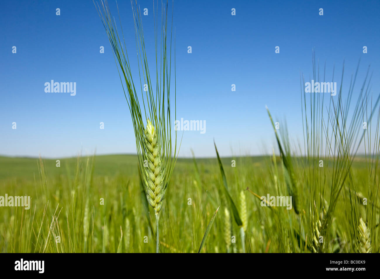 Cultivos agricolas -Fotos und -Bildmaterial in hoher Auflösung – Alamy