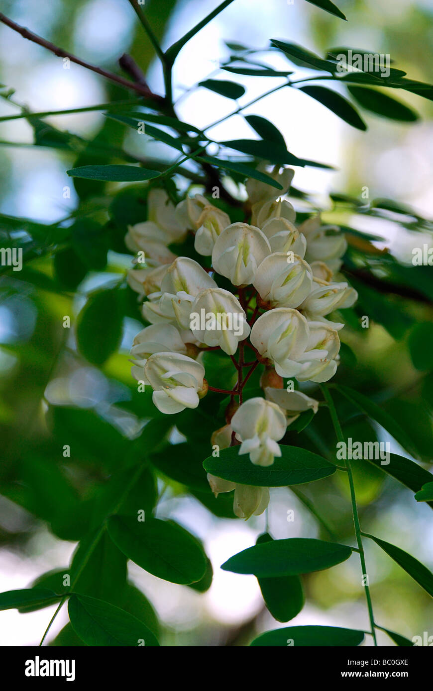 Robinie Baum Blumen Robinia Pseudoacacia L Stockfotografie - Alamy