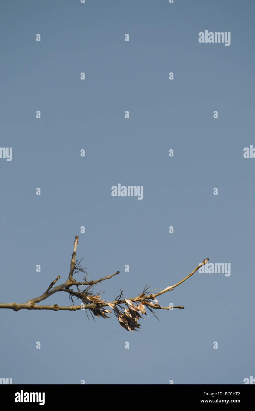 Zweig mit samen und knospen -Fotos und -Bildmaterial in hoher Auflösung ...