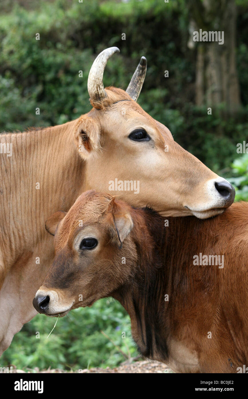 Mutter mit kalb -Fotos und -Bildmaterial in hoher Auflösung – Alamy