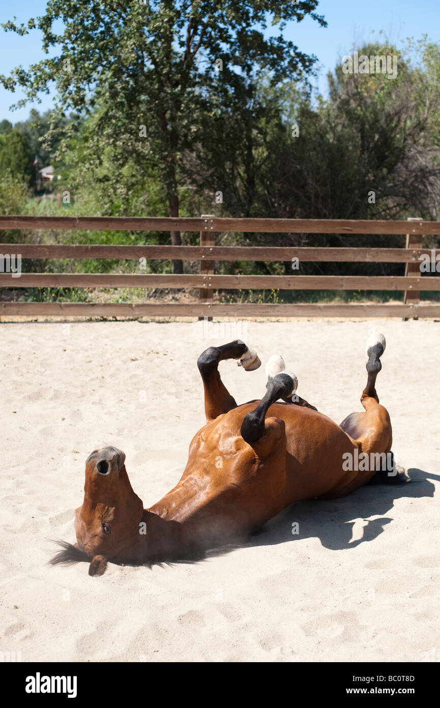Horse rolling -Fotos und -Bildmaterial in hoher Auflösung – Alamy