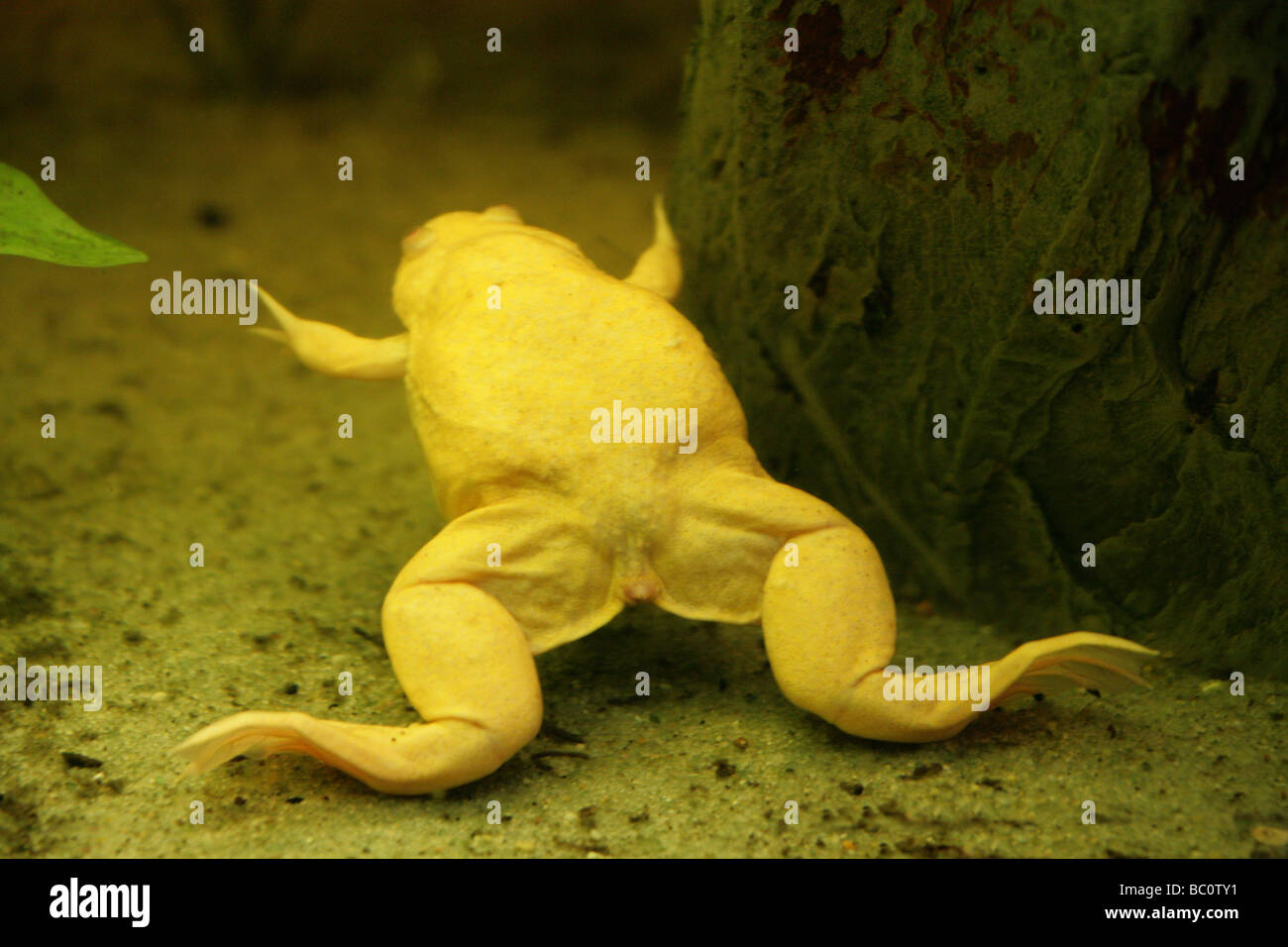 Afrikanischer Krallenfrosch Frosch aka Platanna, Xenopus Laevis ...