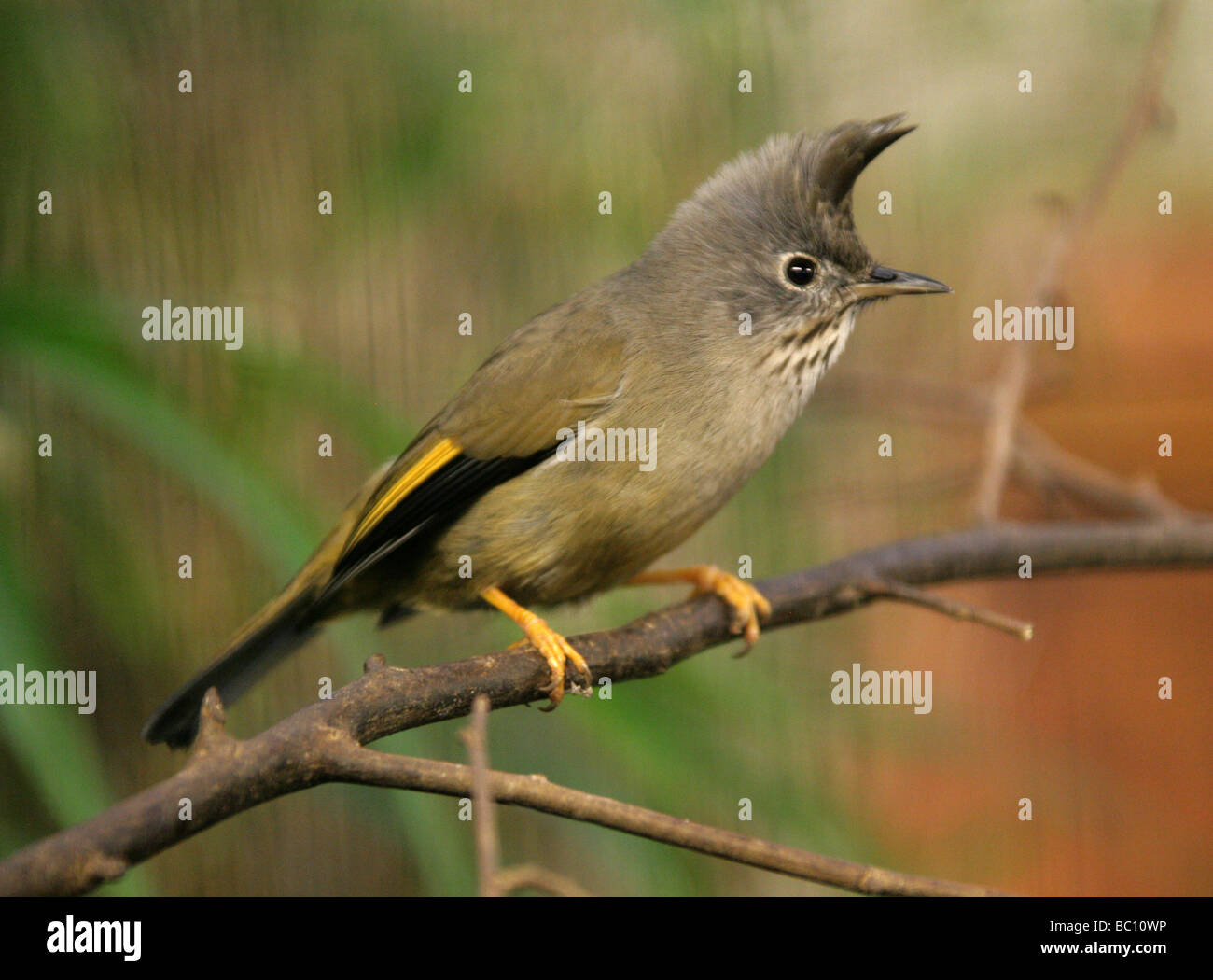 Yuhina gularis -Fotos und -Bildmaterial in hoher Auflösung – Alamy