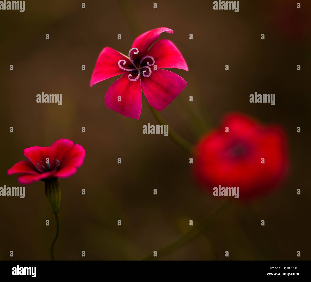 Scarlet flax linum grandiflorum -Fotos und -Bildmaterial in hoher ...