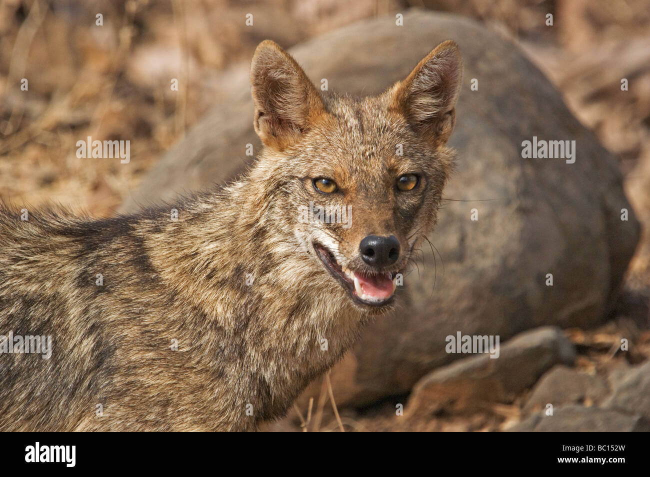 Schakal indien -Fotos und -Bildmaterial in hoher Auflösung – Alamy