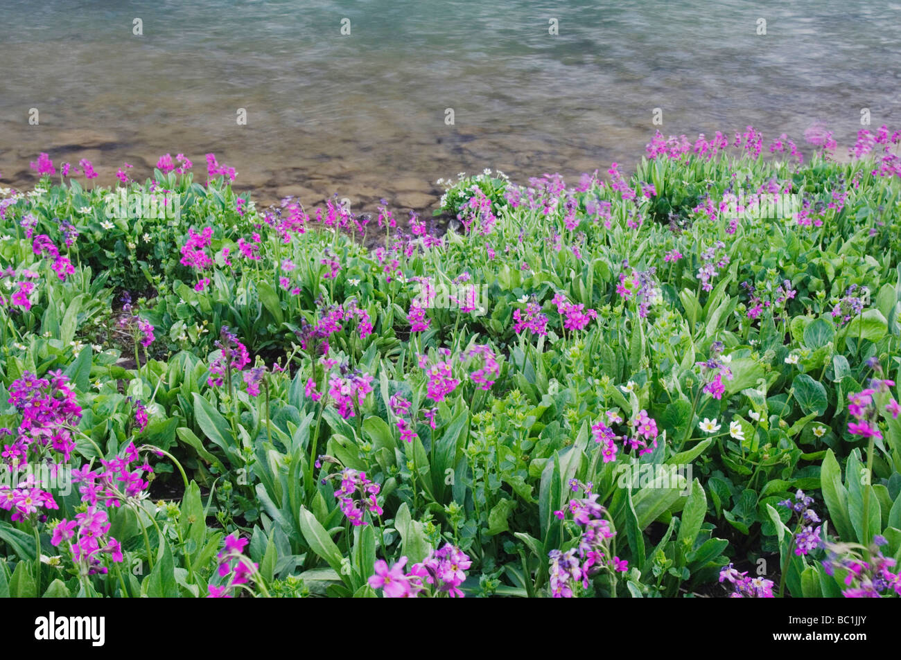 Klare See und Wildblumen in Almwiese Parry s Primel Primula Parryi ...