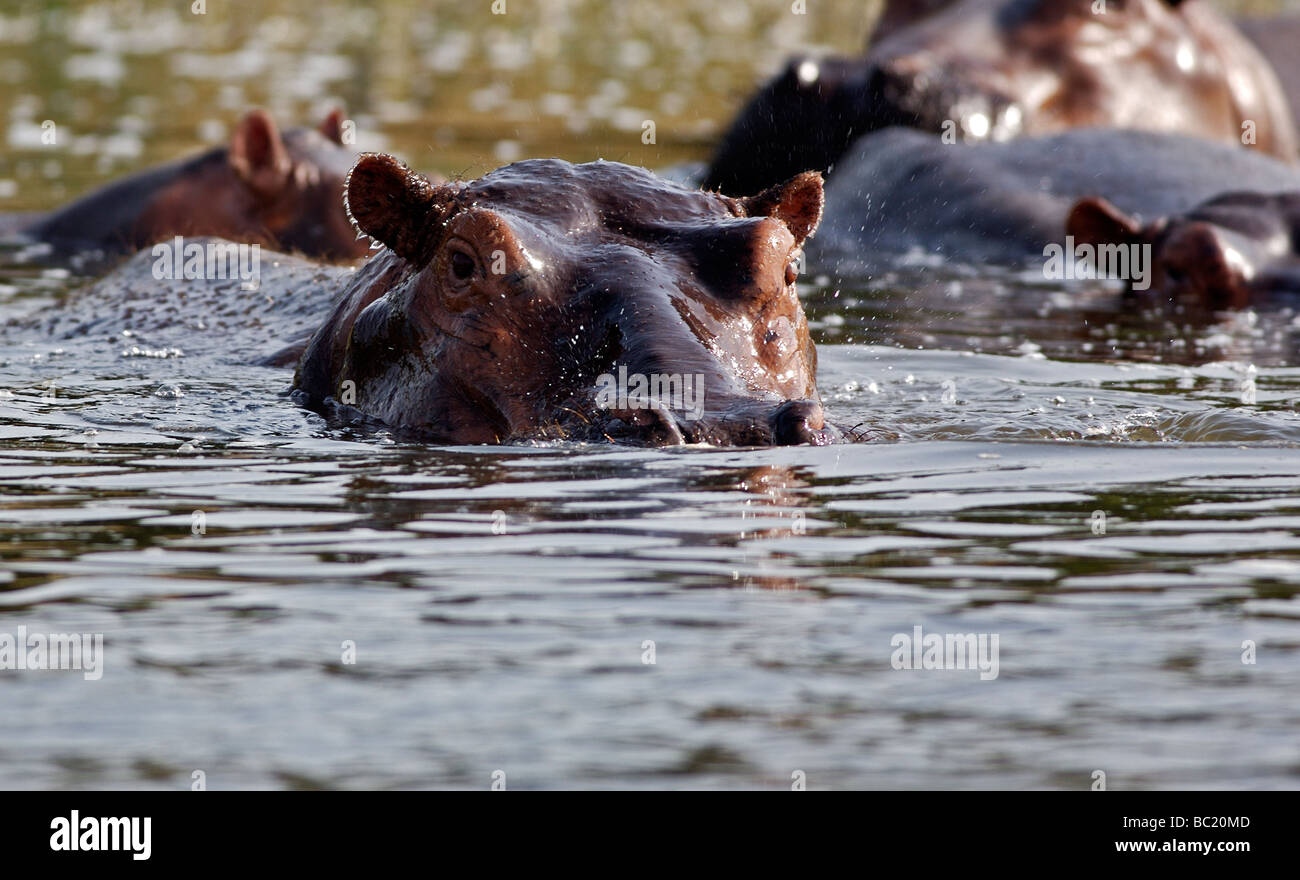 Nilpferd ohren -Fotos und -Bildmaterial in hoher Auflösung – Alamy