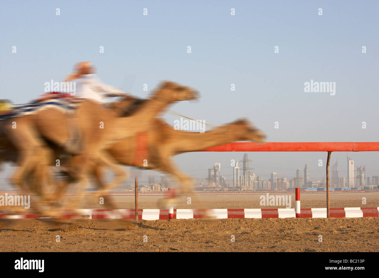 Camel racing in dubai -Fotos und -Bildmaterial in hoher Auflösung – Alamy