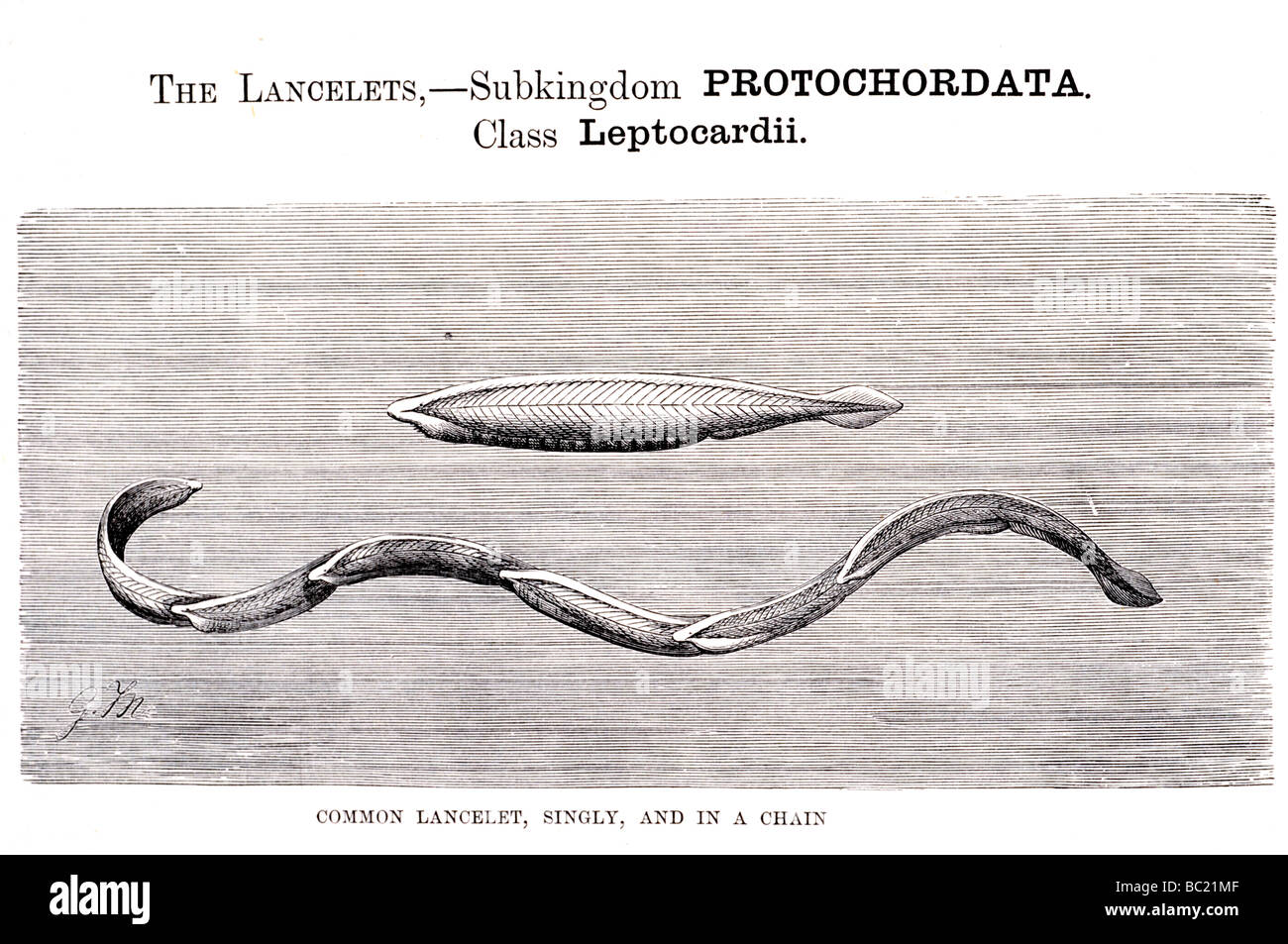 gemeinsamen Lancelot einzeln und in einer Kette Protochordata ...