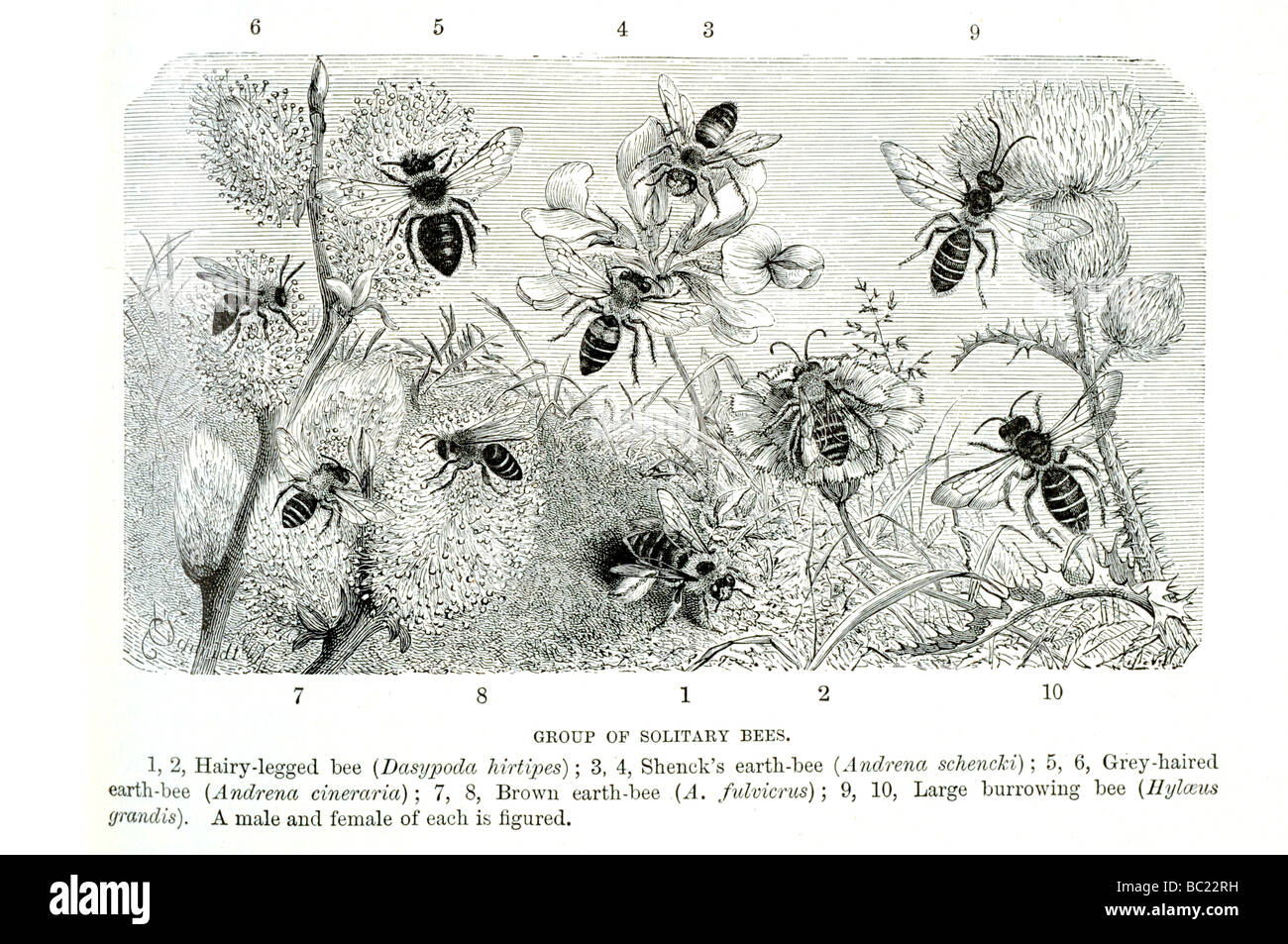 Gruppe von Solitärbienen haarigen Beinen Biene Dasypoda Hirtipes Shenek ...